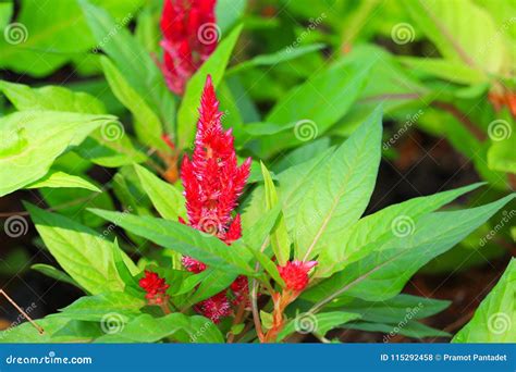 Red Plumed Cockscomb Flower Or Celosia Argentea Beautiful In The Garden