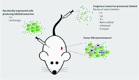 Different Methods Available To Label Exosomes Fluorescent Labeling Of