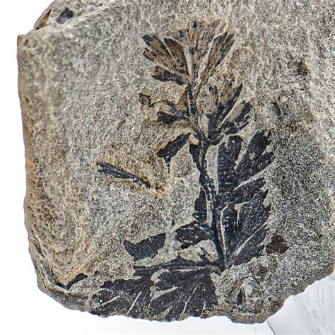 Fossil Plants Fossils From The Plant Kingdom