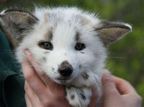 Canadian Marble Fox Wallpapers Wallpaper Cave