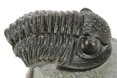 95 Detailed Gerastos Trilobite Fossil Morocco 226627 For Sale