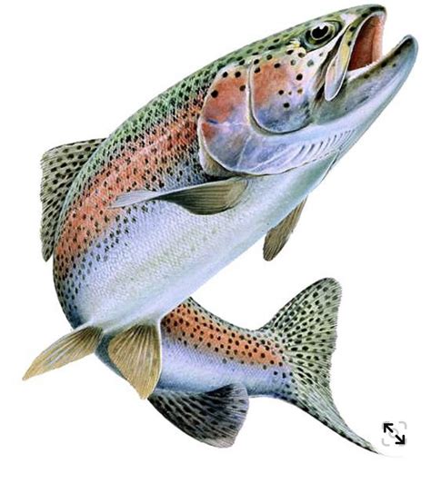 Rainbow Trout Drawing