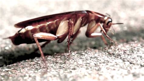 The Cockroach Fight To The Death True Story Youtube