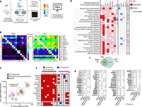 Astrocyte Reactivity DEGs And TRs Diverge Across CNS Disorders In Mice