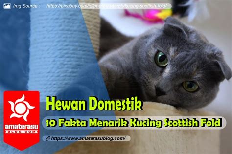 10 Fakta Menarik Tentang Kucing Scottish Fold