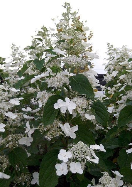 Hortensja Bukietowa Hydrangea Paniculata White Goliath Centrum