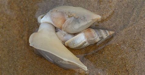 Gastropod Reproduction 101 Earth Life