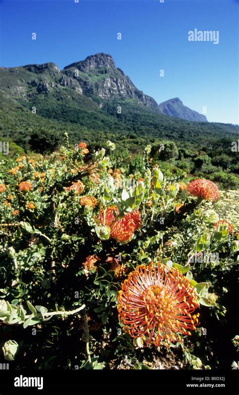 What Flowers To Plant Now In Cape Town At Steven Trinkle Blog