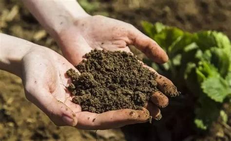 Humic Acid Importance For Soil Humic Acids Sodium Humate Potassium Humate Potassium Fulvate
