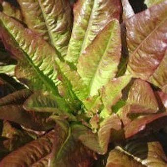 Lettuce Devils Ear Aka Devils Bit Kōanga
