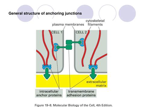 PPT Cell Cell Adhesion Occurs Through Morphological Structures And CAMs PowerPoint