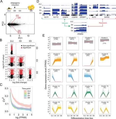 Coordinated Gene Expression Modules During Adipogenic Differentiation
