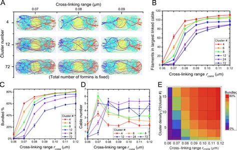 Clustering Of For3p And Increase In Cross Linking Strength Promote