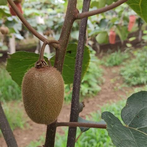 How To Grow Kiwi Plants In Containers