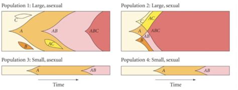 Lecture 13 Sex And Sexual Selection Flashcards Quizlet