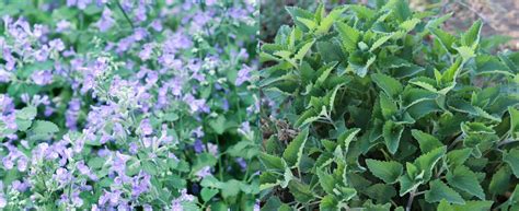 Catmint Catnip And Cat Grass Seeds The Seed Collection