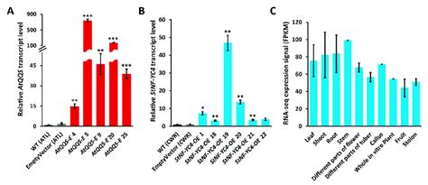 Expression Of Atqqs Stnf Yc4 In Transgenic Potato Tubers And Stnf Yc4