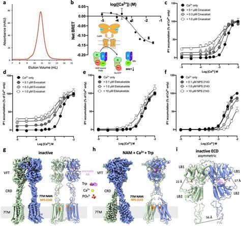 Functional Characterizations Of Human Casr And Structures Of Nam Bound Download Scientific