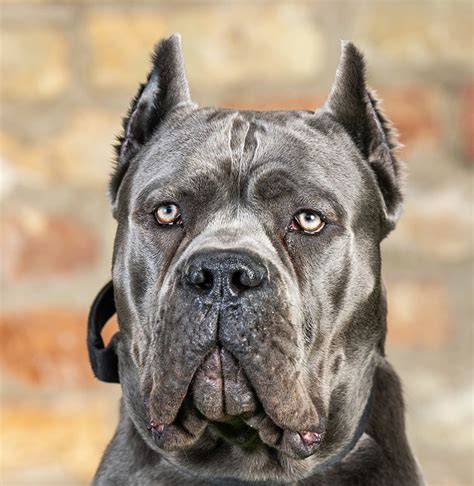 Cane Corso Dog Breeds Cane Corso Puppies Dogs Artofit