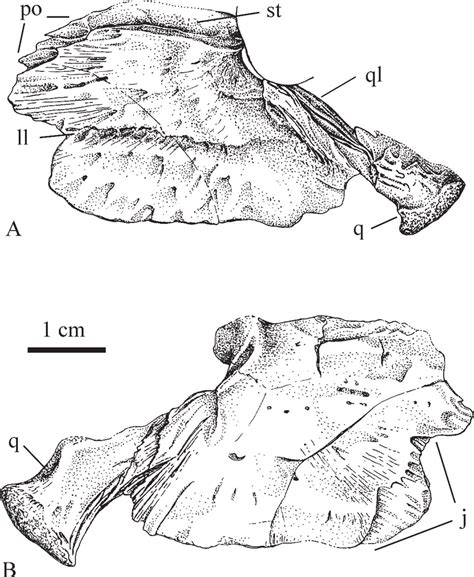 Archeriid Left Squamosal And Quadrate Cm 34605 In A Lateral And B