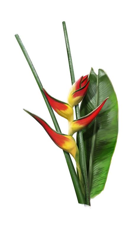 Heliconians A Series Of Botanical Illustrations