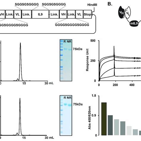 Treatment Of Mct Induced Ph Mice With Il9 Based Fusion Protein And Maci