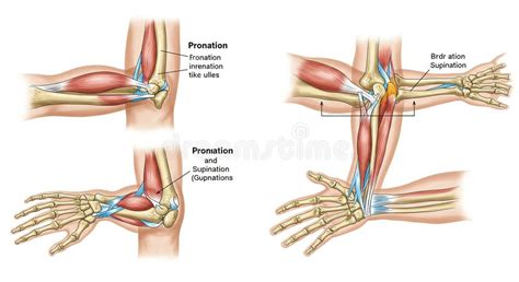 Illustration Showing Anatomical Diagrams Of The Human Forearm Focusing