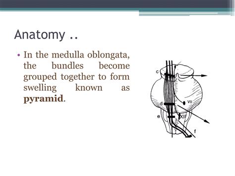 Corticospinal Tract Syndrome Ppt