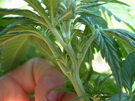 Help With Sexing Pics Cannabis Cultivation Growery Message Board