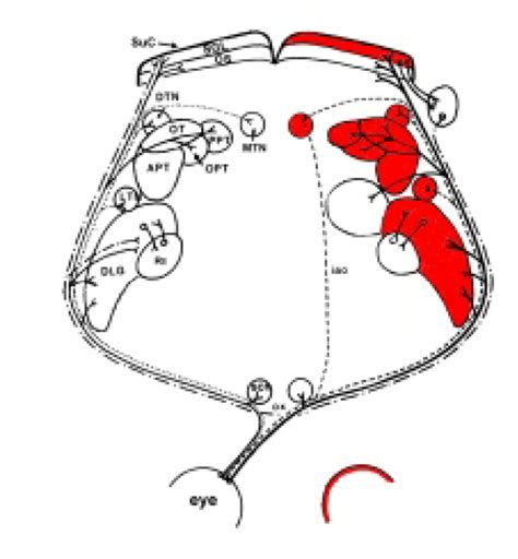 Representation Of The Rat Visual Pathways Originating In The Retina Download Scientific