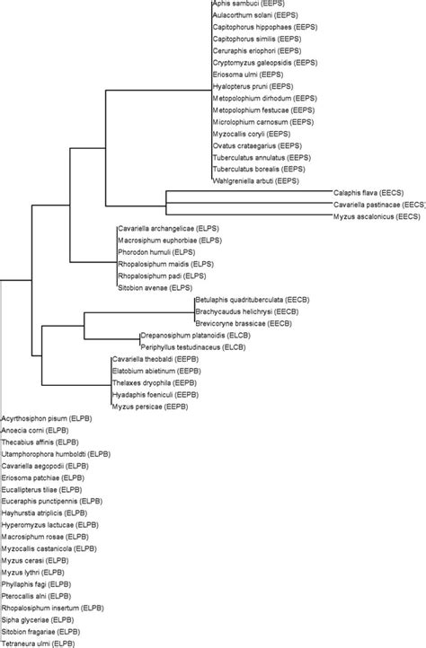 the species responses dendrogram based on a neighbourhood joining