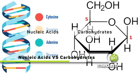 Difference Between Nucleic Acid And Carbohydrates Biomadam