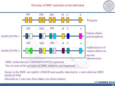 General Organization And Inheritance Of Mhc Pptx