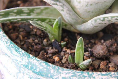 화분에 있는 식물의 클로즈업 사진 Unsplash의 무료 자연의 아름다움 이미지