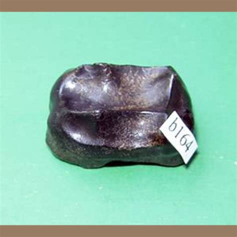 Bison Jaw Fossil 5 Complete Teeth Fossils Artifacts For Sale Paleo Enterprises