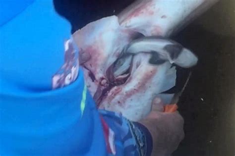 【衝撃映像】漁師がサメのお腹を裂いたら・・・稚魚98匹がどんどん出てくる映像が話題に ポッカキット