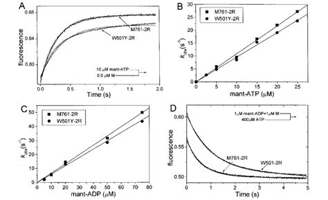 Interaction Of The Myosin Motor Domain Constructs With Download Scientific Diagram