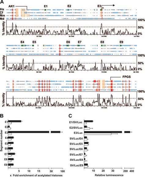 survey of conserved noncoding sequences as potential regulatory regions