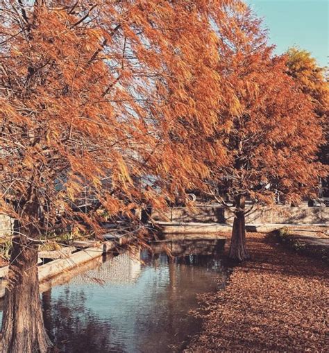 Bald Cypress Trees Pros Cons With Key Pruning Tips