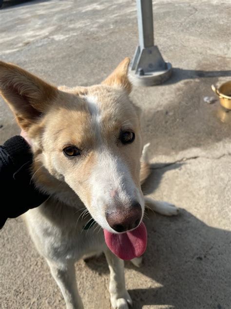 보더콜리 믹스 맞을까요 지식in