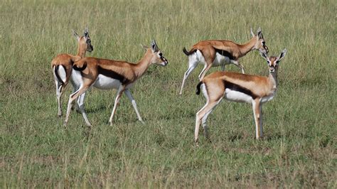Mpala Live Field Guide Thomsons Gazelle Mpalalive