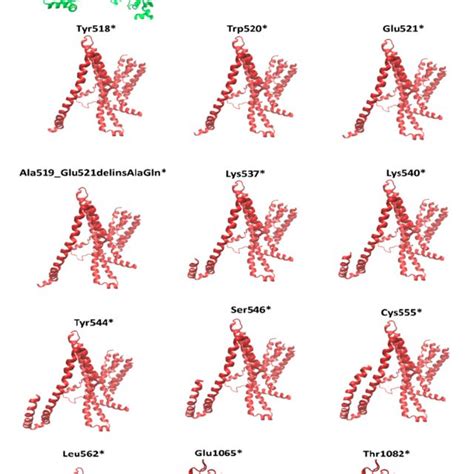 Influence Of Nonsense Mutations On The Abcc1 Gene And Structural Download Scientific Diagram
