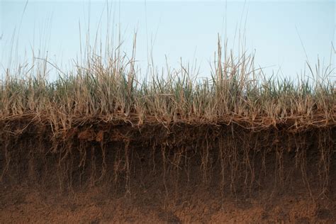 Soil Carbon Sequestration How Nature Captures And Stores Carbon Grassroots Carbon