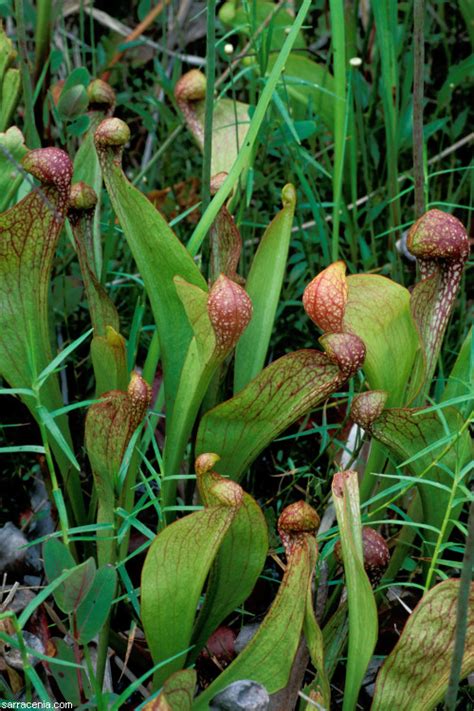 The Carnivorous Plant Faq Sarracenia Psittacina