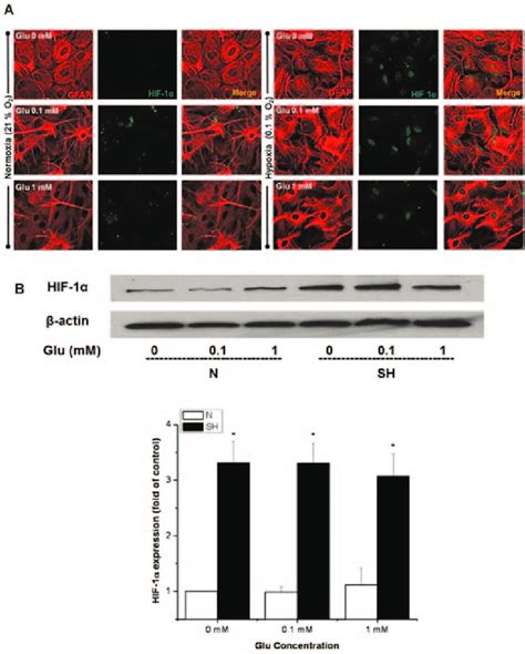 Hif 1a Expression Was Increased In Astrocytes Exposed To Severe Hypoxia Download Scientific