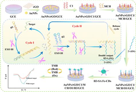 Fe Single Atom Carbon Dots Nanozyme Collaborated With Nucleic Acid