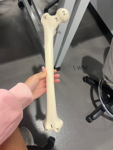Femur Flashcards Quizlet