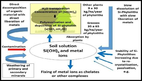 Schematic Flux Diagram For Si Phytoliths Formation And Process Of