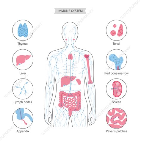 Immune System Diagram Organs Immune System Anatomy Clipart Organs