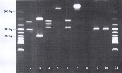Table 1 From Enterotoxin Gene Profiles Of Staphylococcus Aureus And Other Staphylococcal